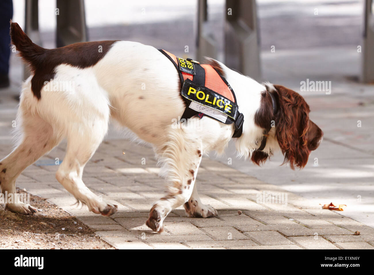 Metropolitan police sniffer dog Stock Photo - Alamy