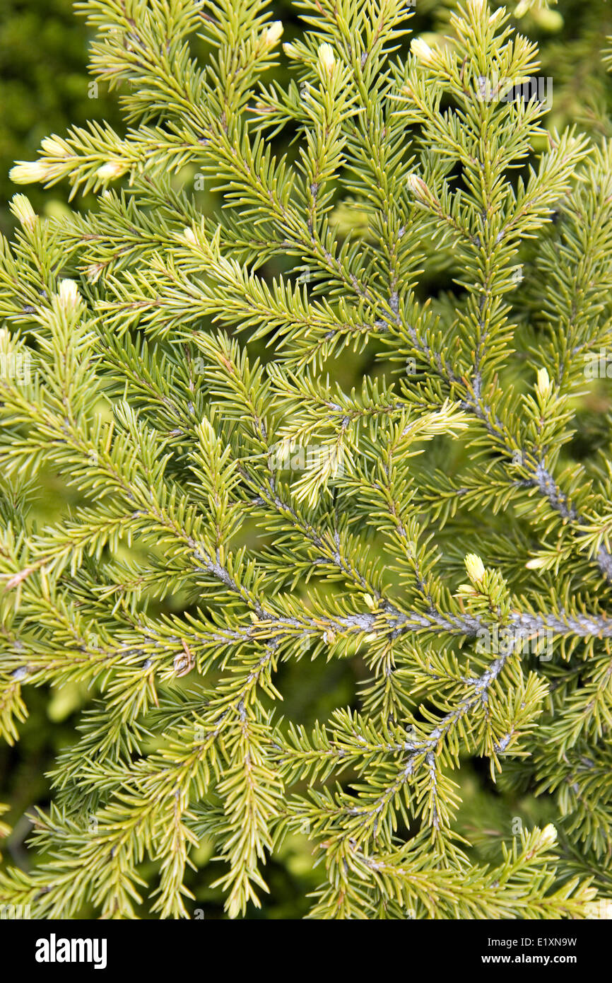 Fur tree branch hi-res stock photography and images - Alamy