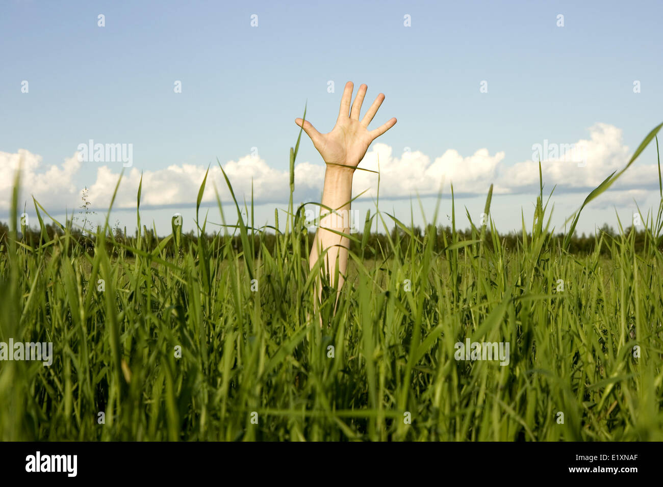 Grass in hand hi-res stock photography and images - Alamy