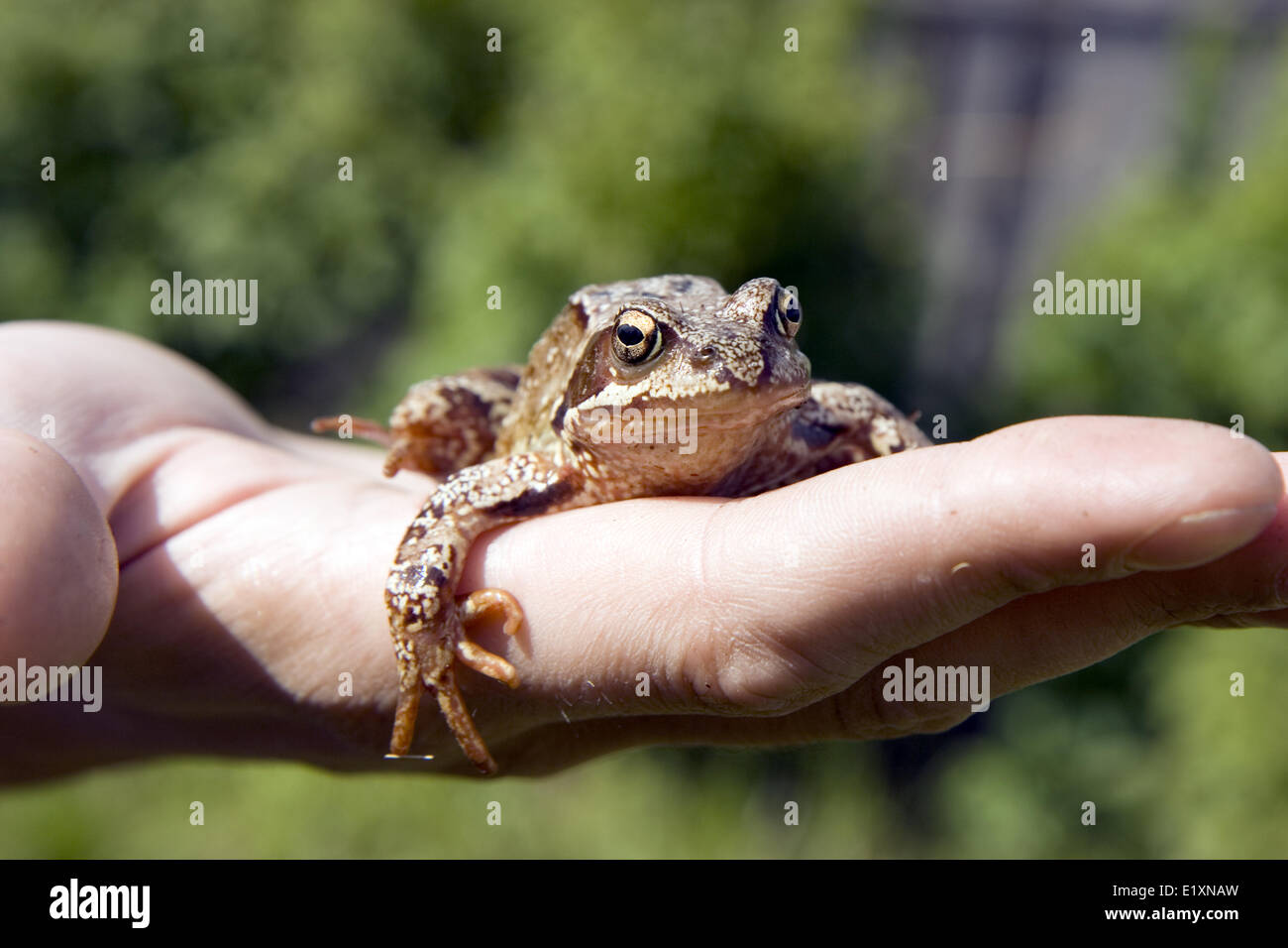 Large frog species hi-res stock photography and images - Alamy