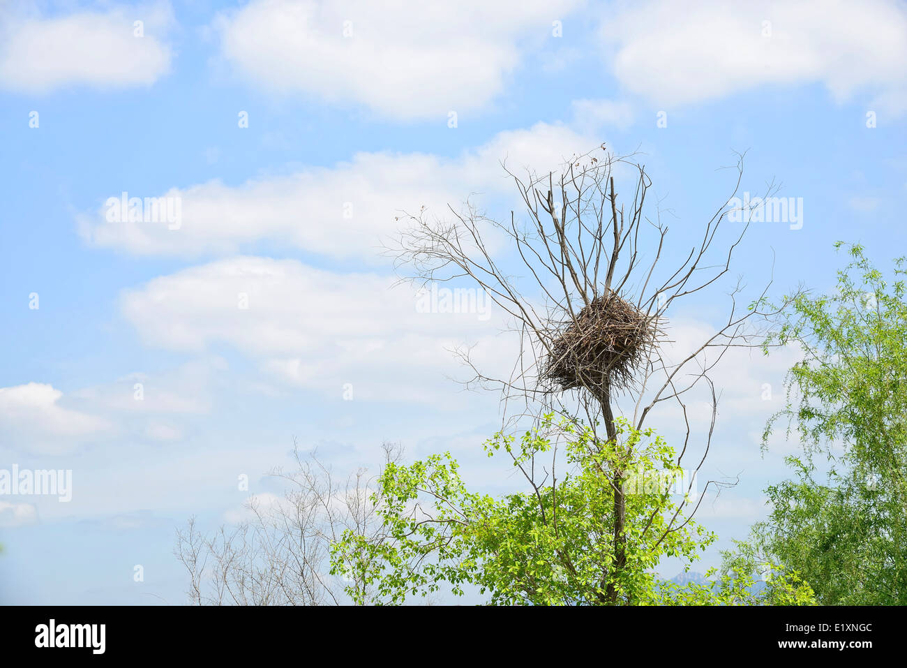 Magpie nest hi-res stock photography and images - Alamy