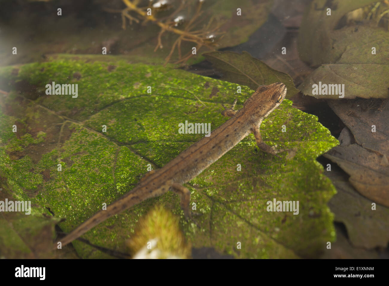 Single adult female common smooth newt submerged in freshwater pond ...