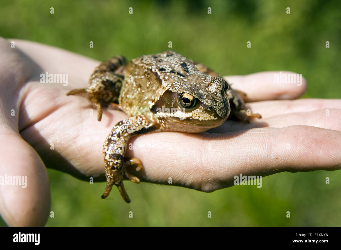 Shy frog hi-res stock photography and images - Alamy