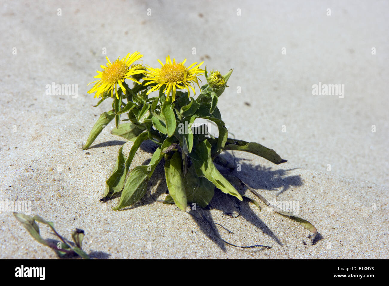 Flower on sand Stock Photo - Alamy