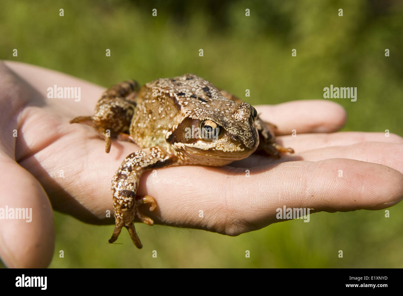 Shy frog hi-res stock photography and images - Alamy
