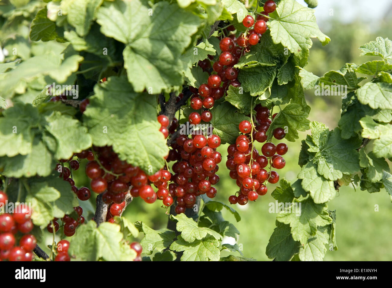 Currant plantation hi-res stock photography and images - Alamy