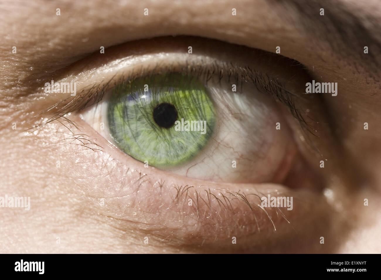 Internal eye hi-res stock photography and images - Alamy