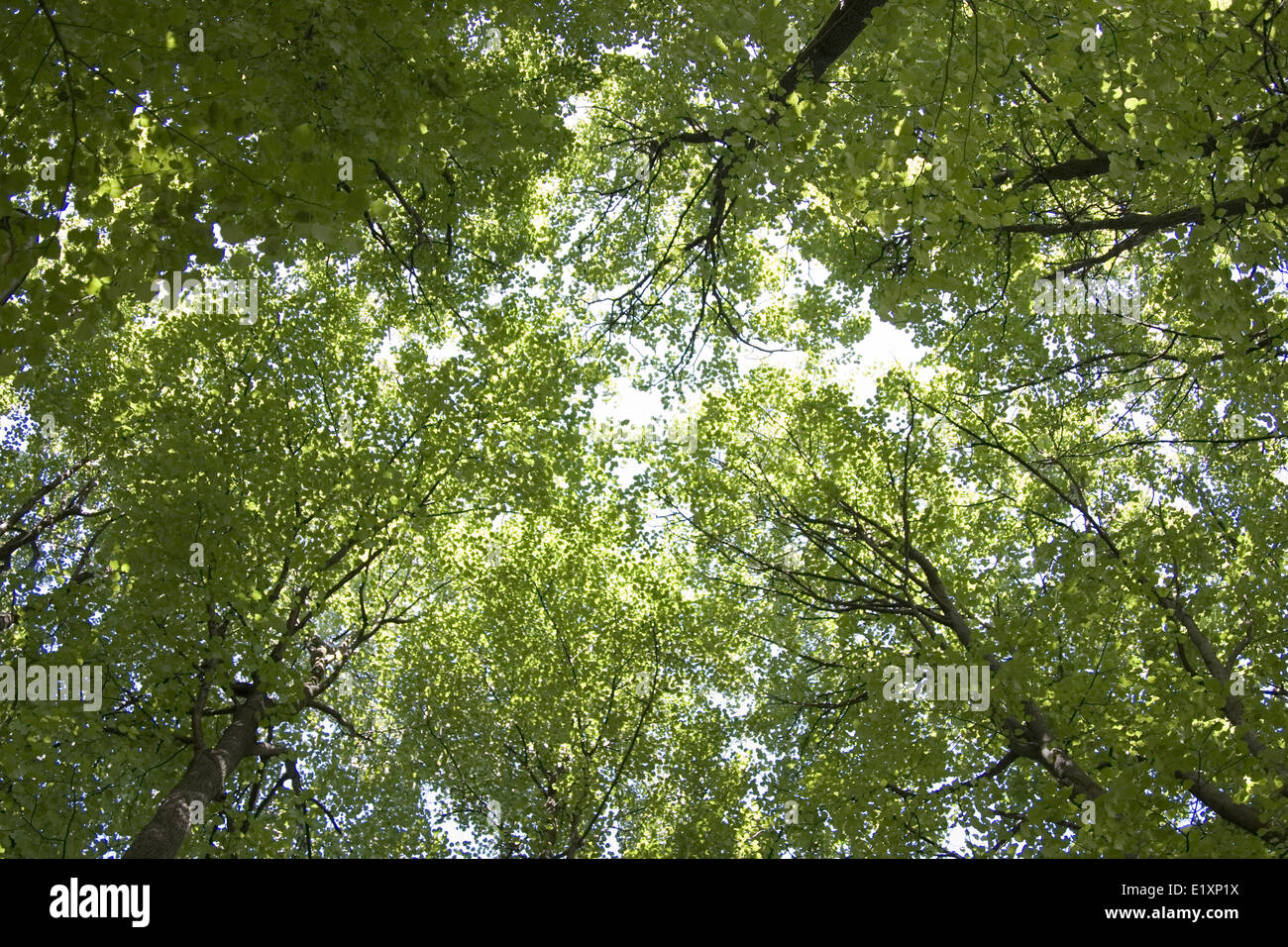 Sky through green tree hi-res stock photography and images - Alamy
