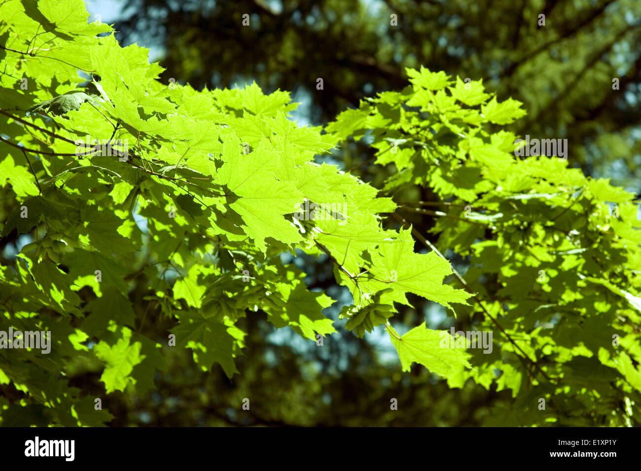 Acacia tree branches fresh hi-res stock photography and images - Alamy