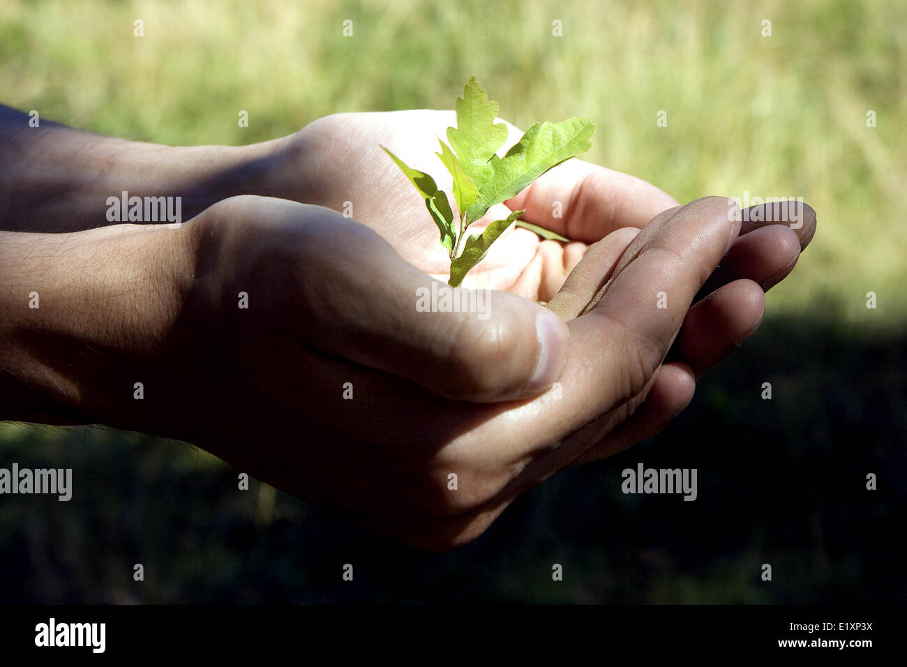 Hand with young oak tree hi-res stock photography and images - Alamy
