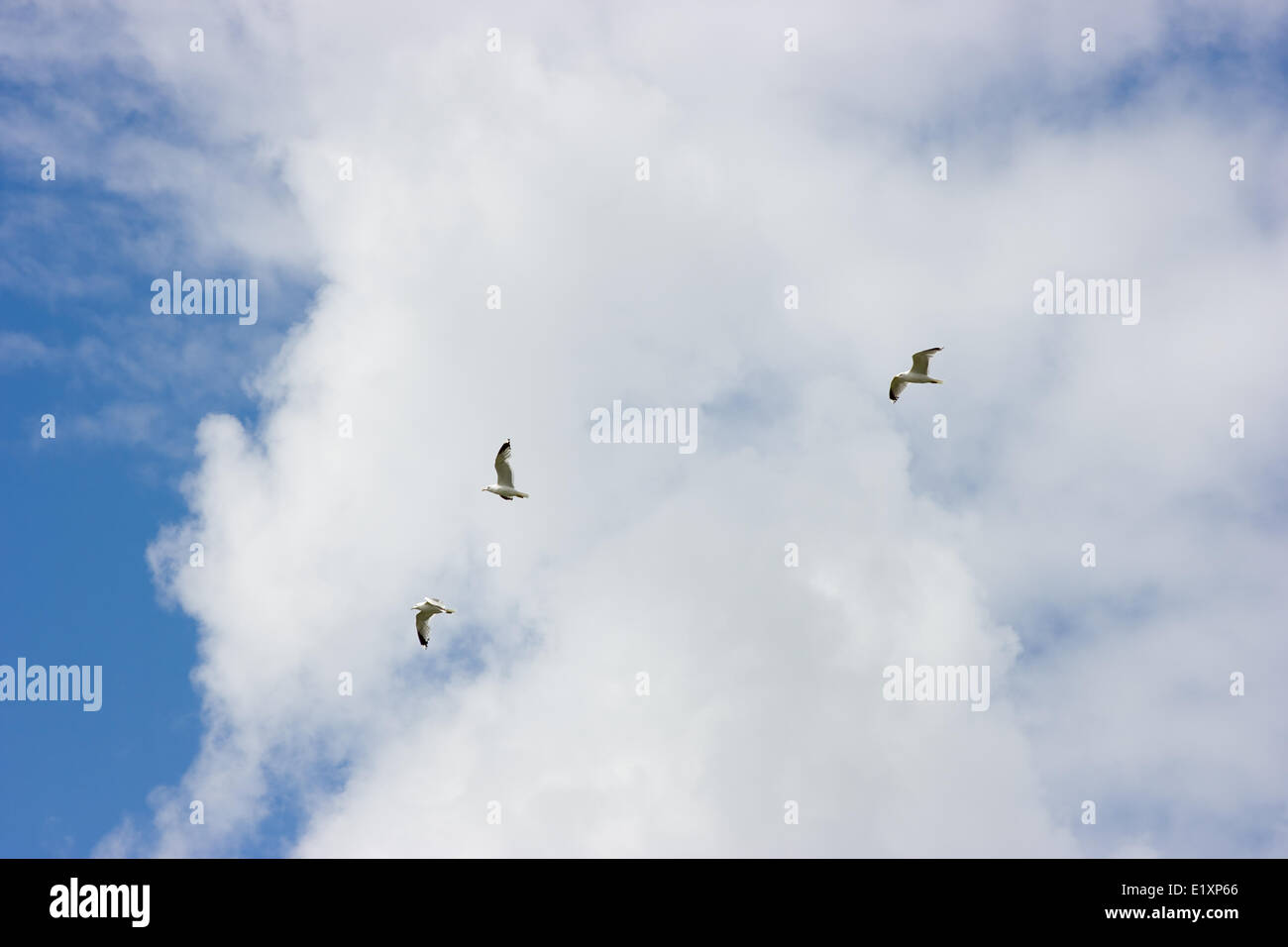 Birds soaring in the summer sky Stock Photo - Alamy