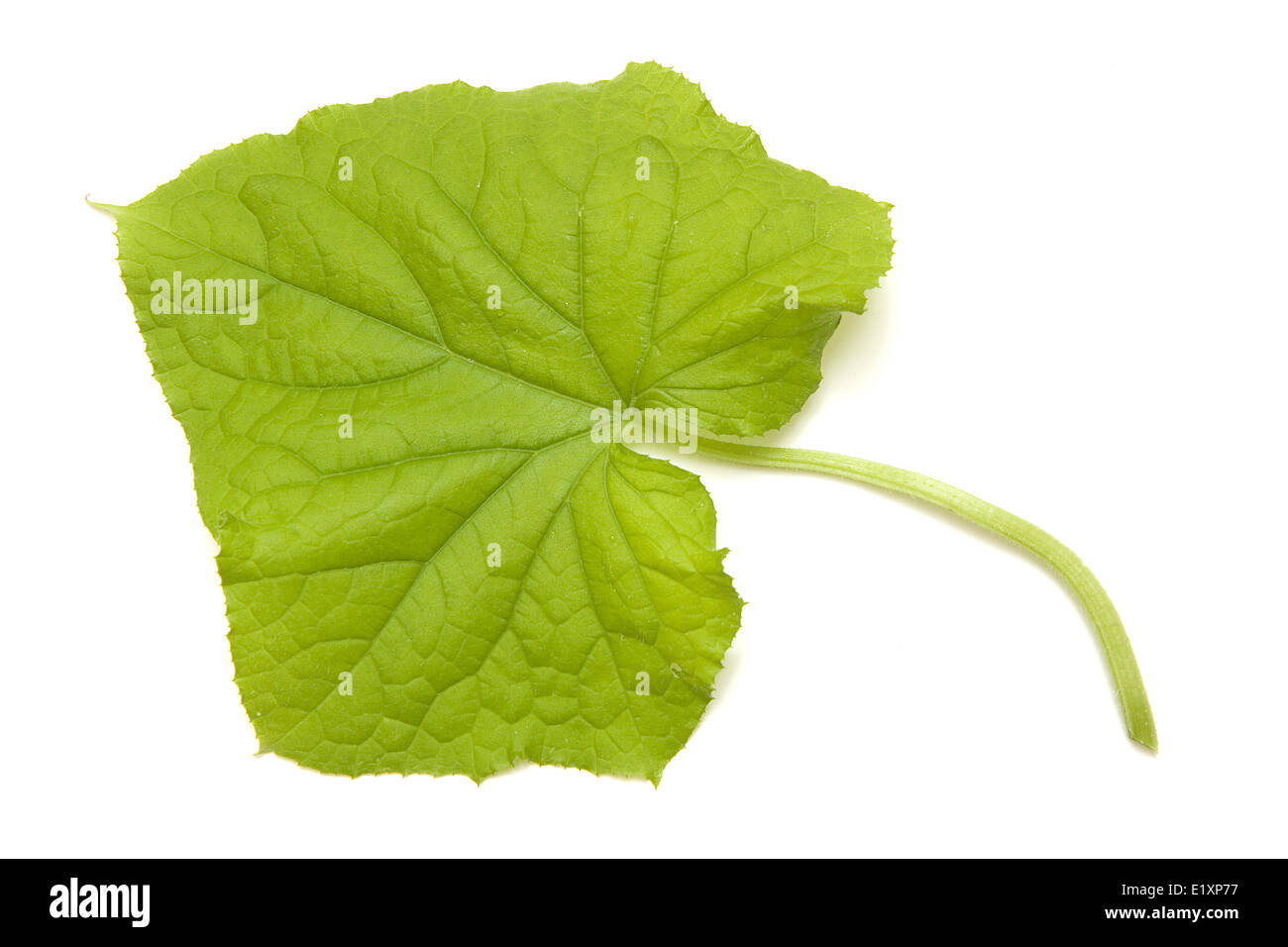 Vegetable with sheet Cut Out Stock Images & Pictures - Alamy