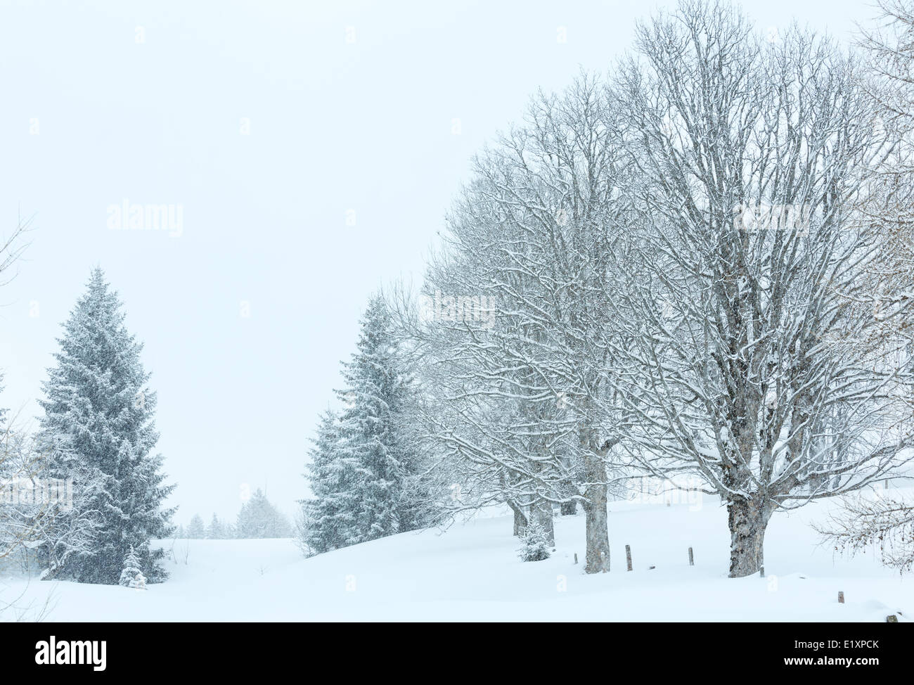 Snowfall in misty forest in hi-res stock photography and images - Alamy
