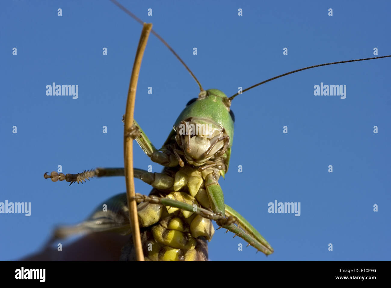 Grasshopper locust front view hi-res stock photography and images - Alamy