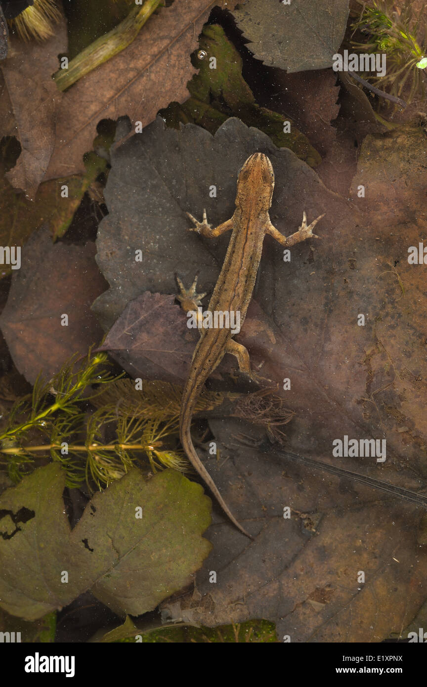 Single adult female common smooth newt submerged in freshwater pond ...