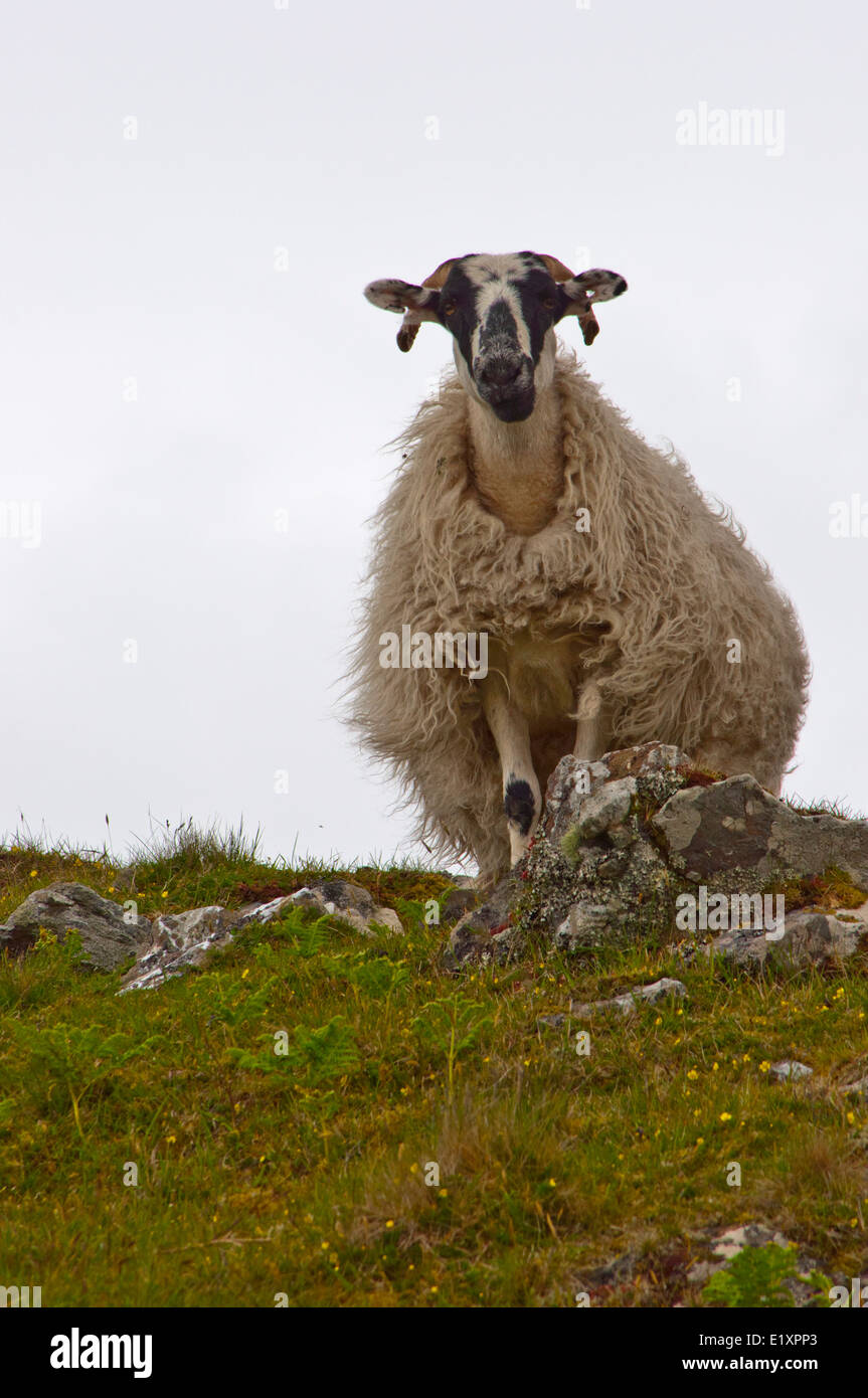 Irish Sheep High Resolution Stock Photography and Images - Alamy