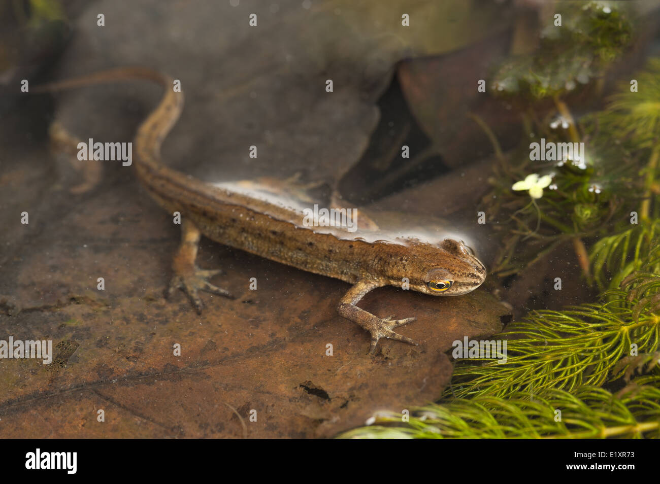 Single adult female common smooth newt submerged in freshwater pond ...