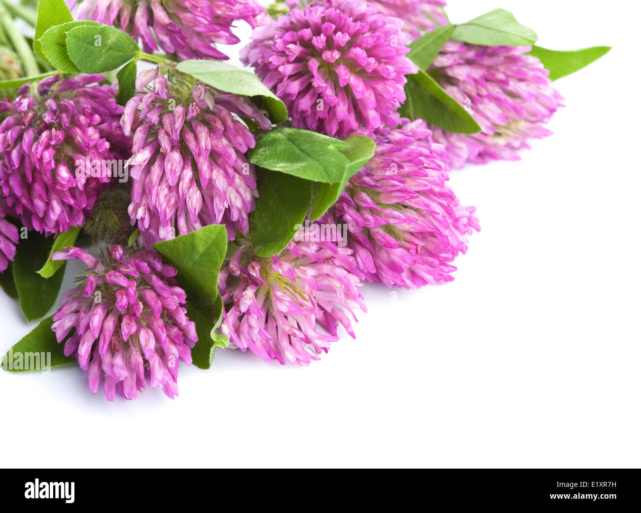 pink clover flower isolated Stock Photo - Alamy