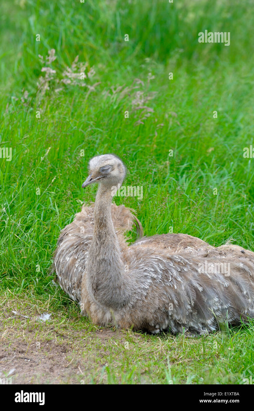 Darwins rhea bird hi-res stock photography and images - Alamy