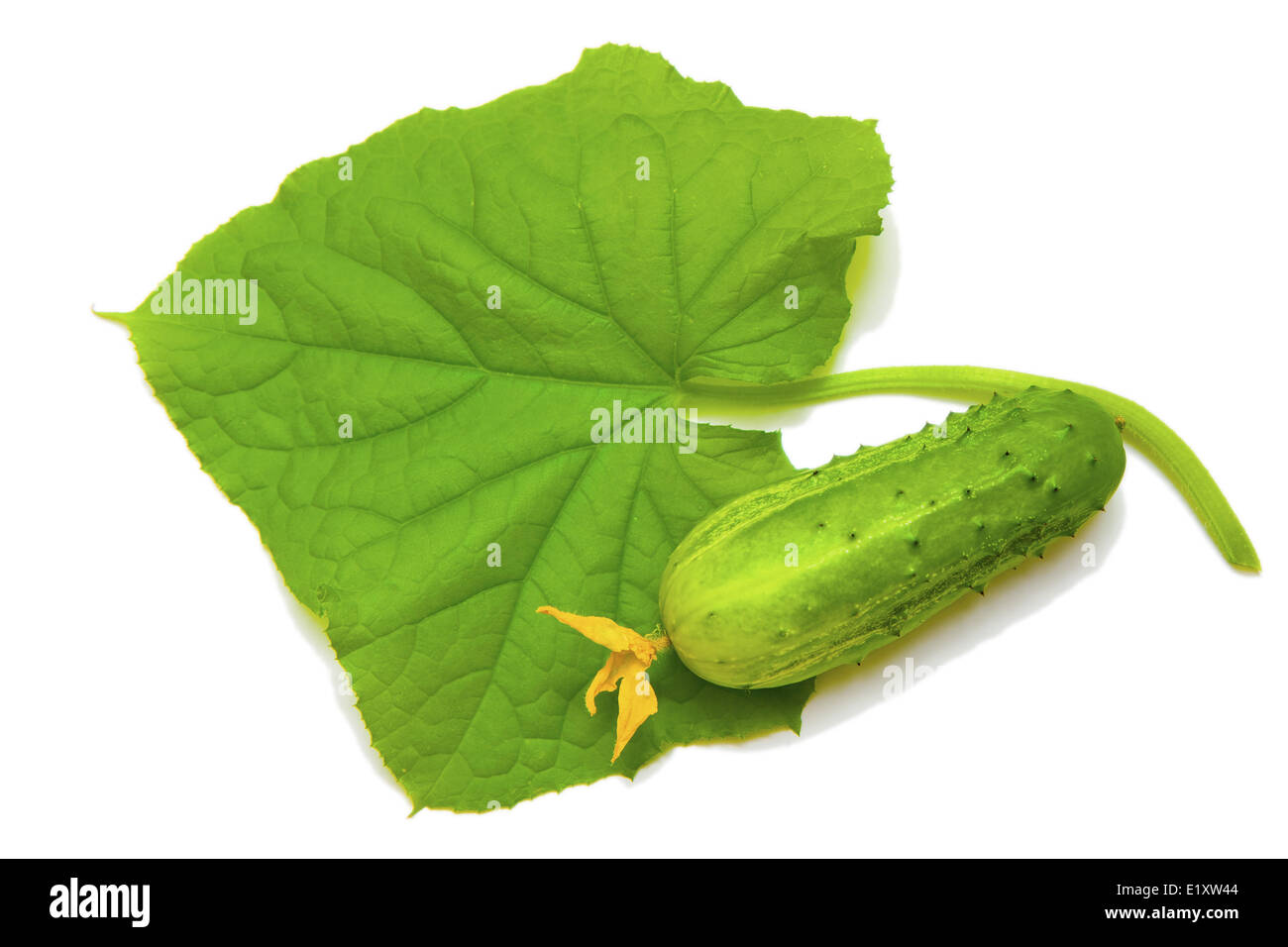 Sheet succulent hi-res stock photography and images - Alamy