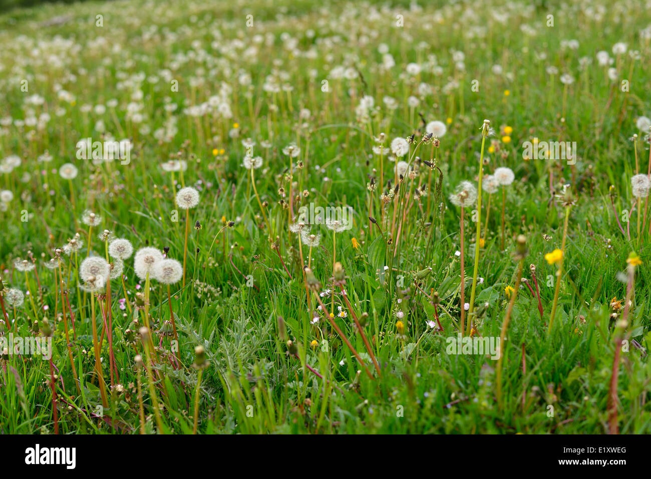 Lush green pasture with dandelions. Selective focus, natural colors ...