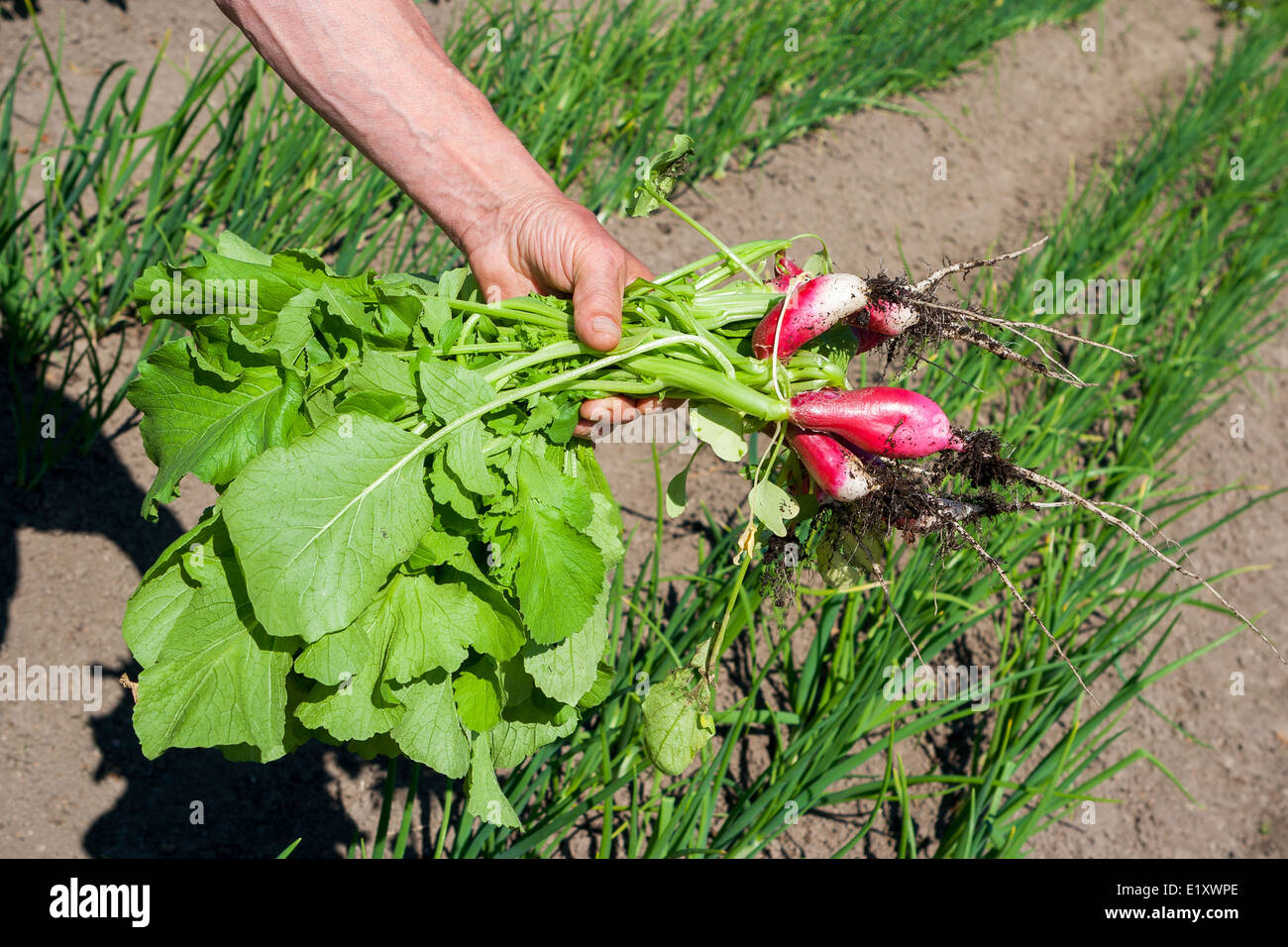 Mud radish hi-res stock photography and images - Alamy