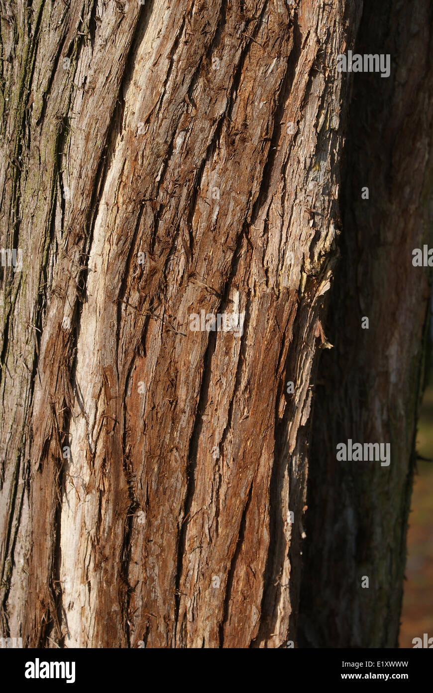 Northern white cedar tree hi-res stock photography and images - Alamy