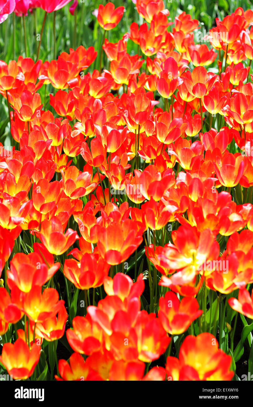 Floral backgroung fiery red tulips Stock Photo - Alamy