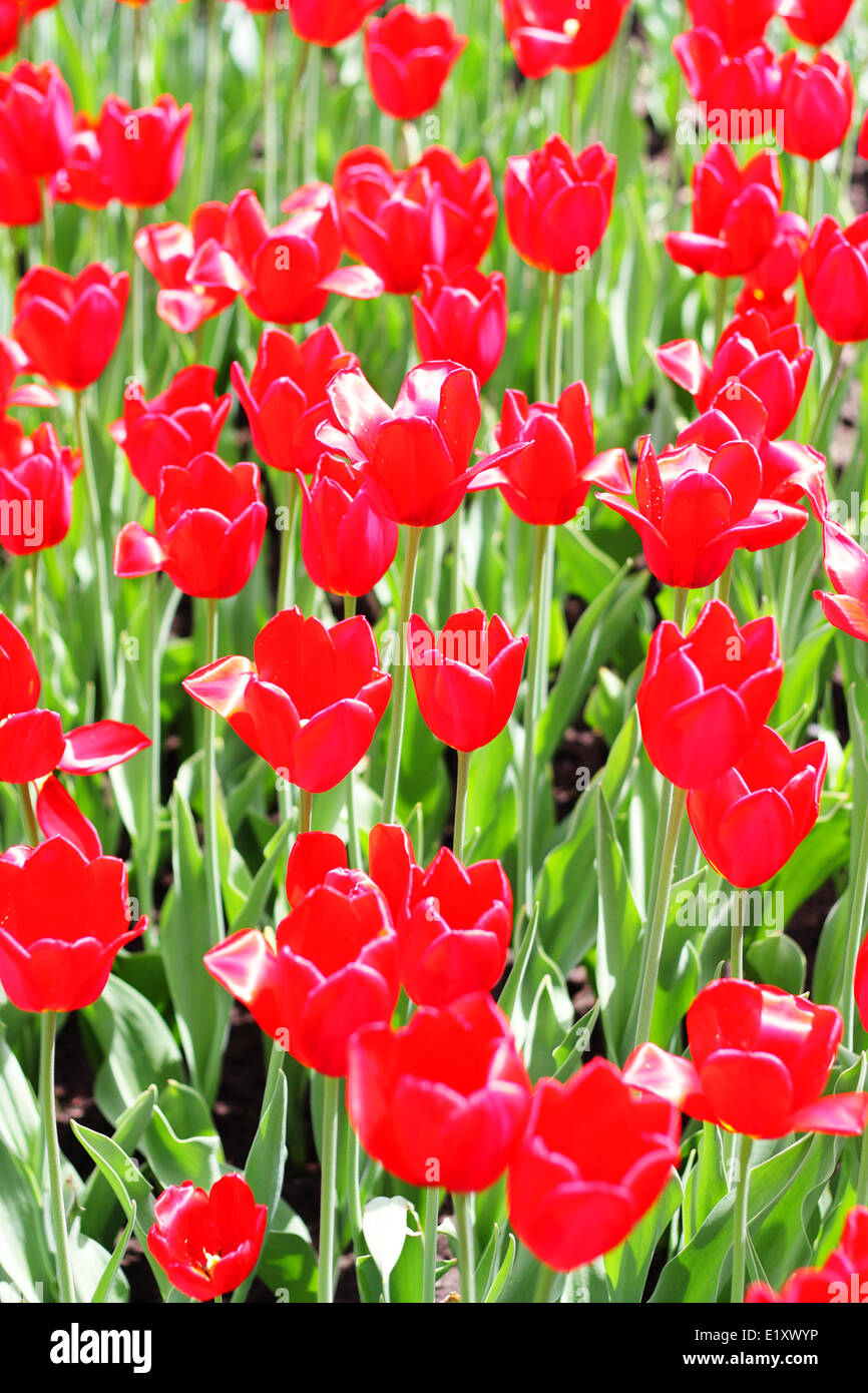 Many red tulips Stock Photo - Alamy