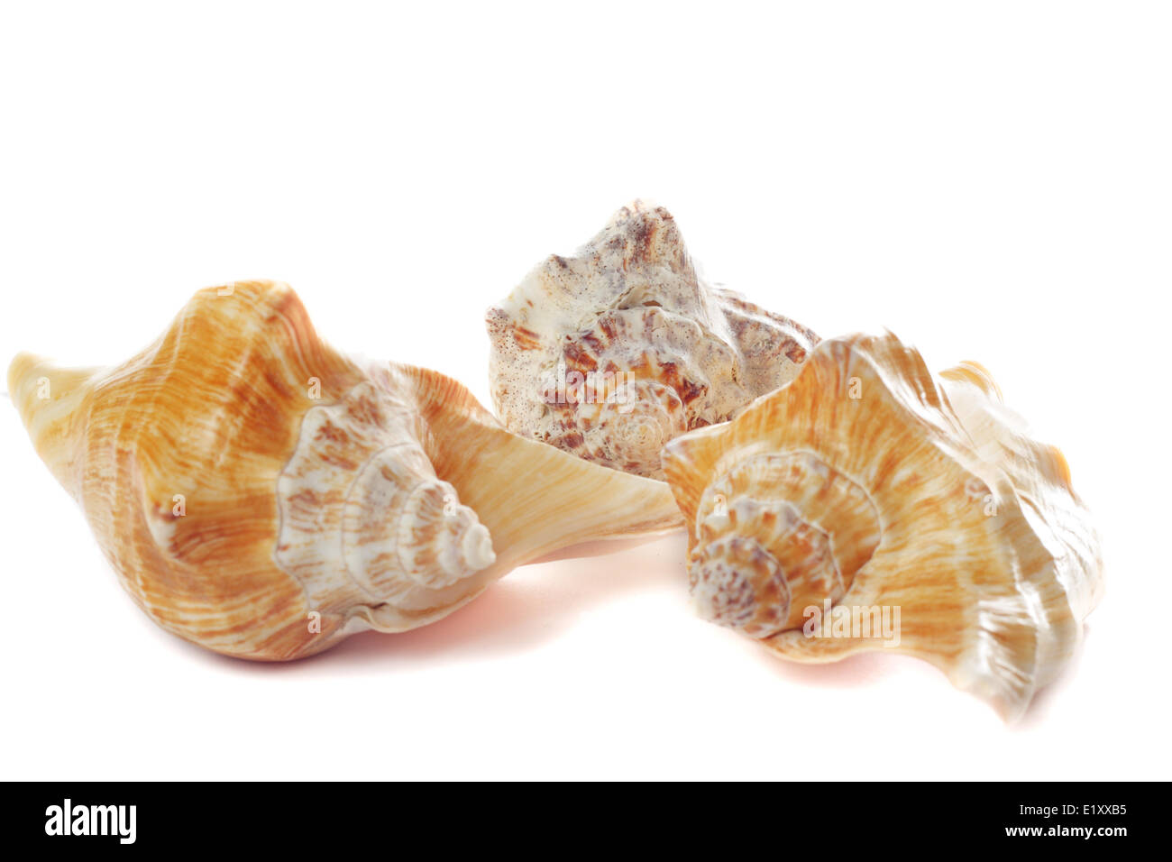 Three seashells with shadows Stock Photo - Alamy