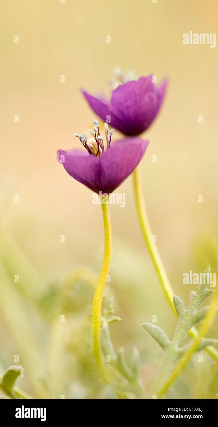 Purple Poppy wild flower (Papaver). Photographed in Jordan in April ...