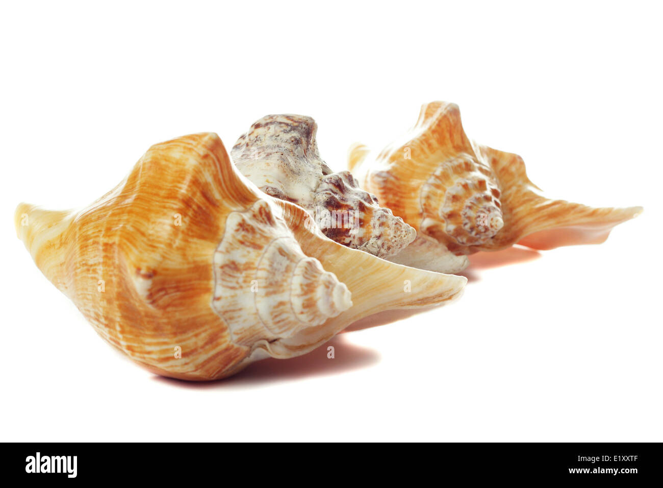 Three sea shells hi-res stock photography and images - Alamy