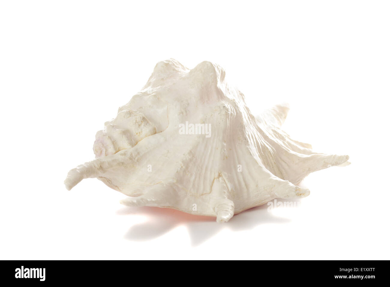 White seashell hi-res stock photography and images - Alamy