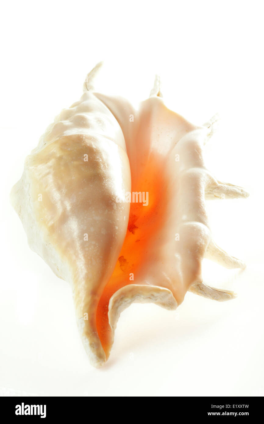 Shell upturned hi-res stock photography and images - Alamy