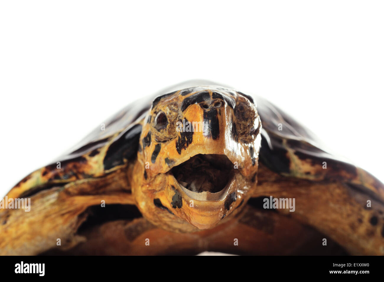 Turtle mouth open hi-res stock photography and images - Alamy