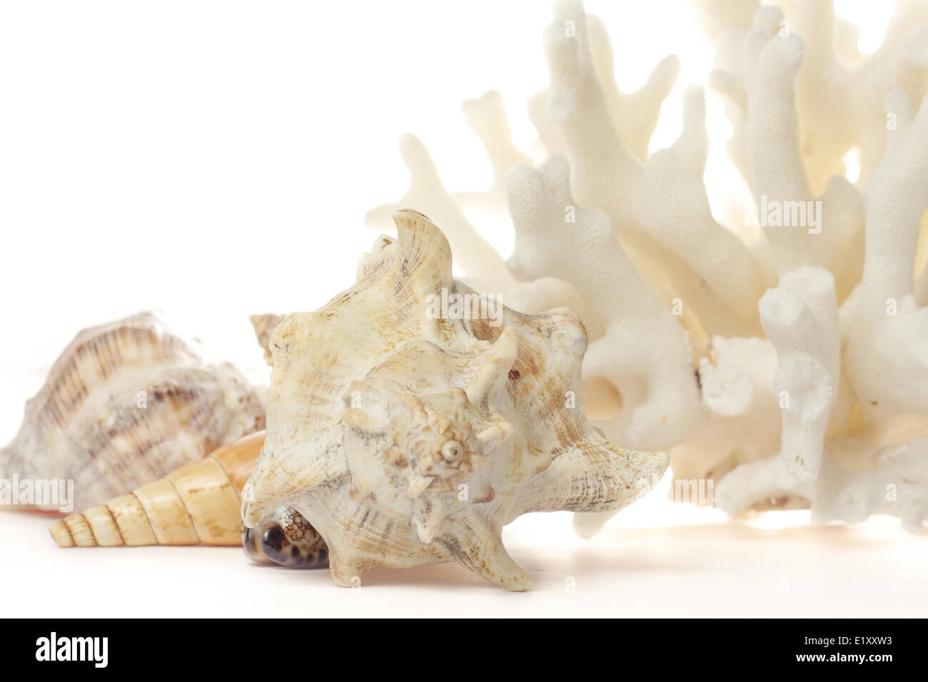 Objects of sea hi-res stock photography and images - Alamy