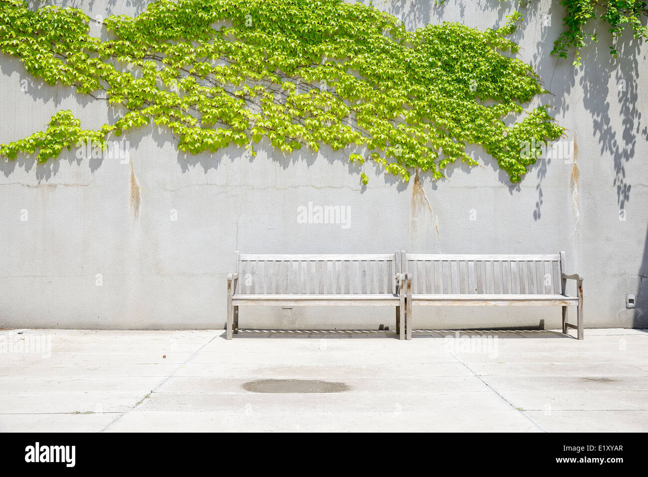two wooden benches in front of concrete wall with vines Stock Photo - Alamy