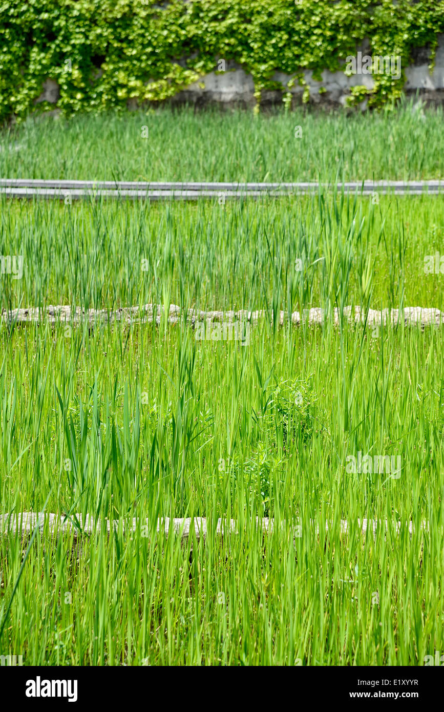 Spring grass leaves hi-res stock photography and images - Alamy