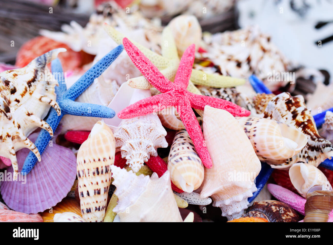 Pile of sea shells hi-res stock photography and images - Alamy