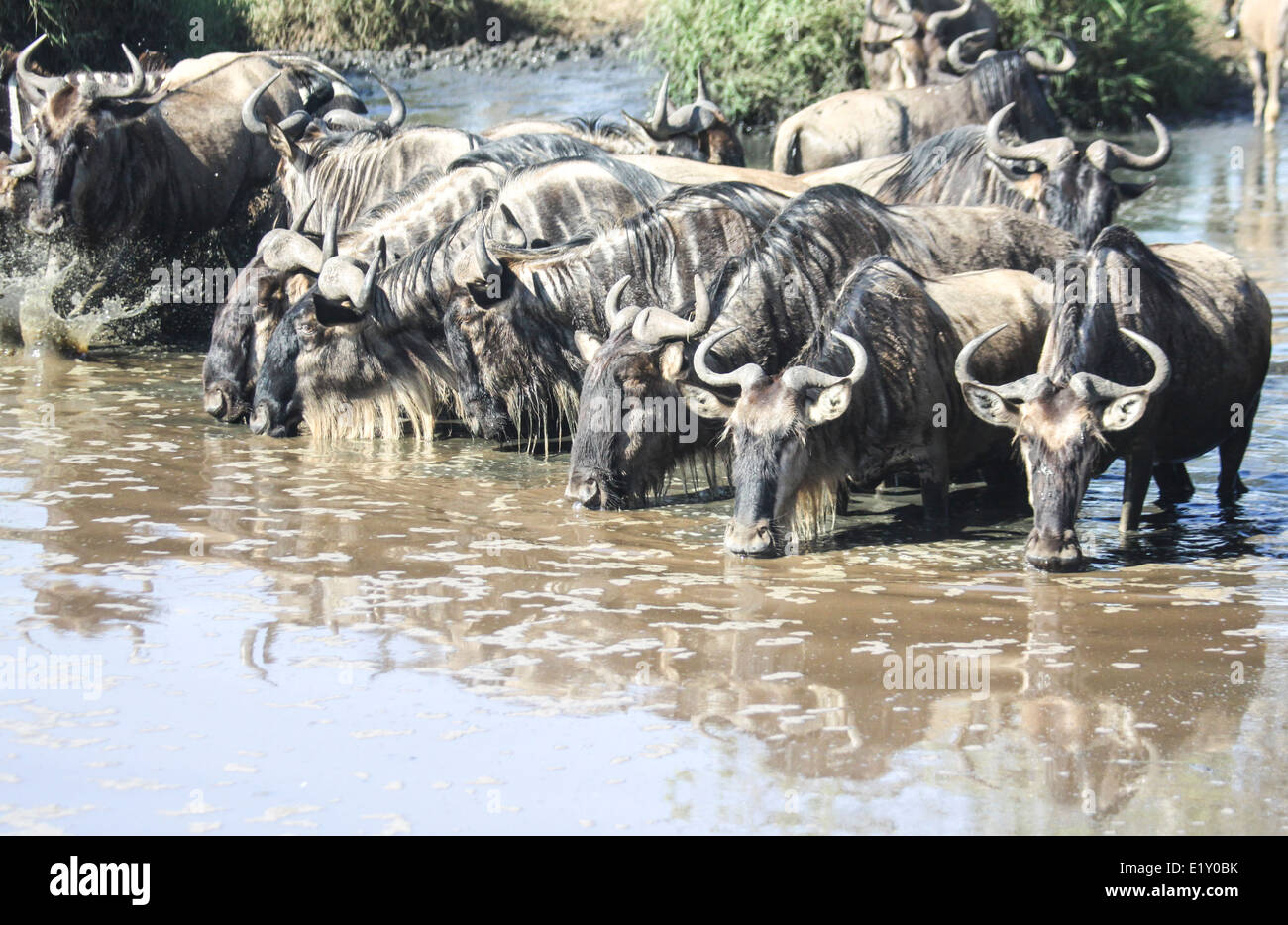 Annual migration of over one million Blue Wildebeest (Connochaetes ...