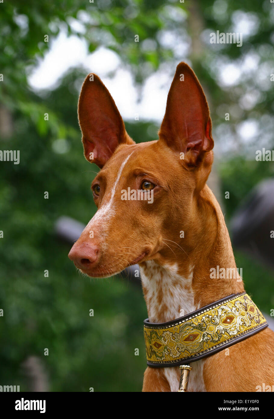 Pharaoh hound hi-res stock photography and images - Alamy