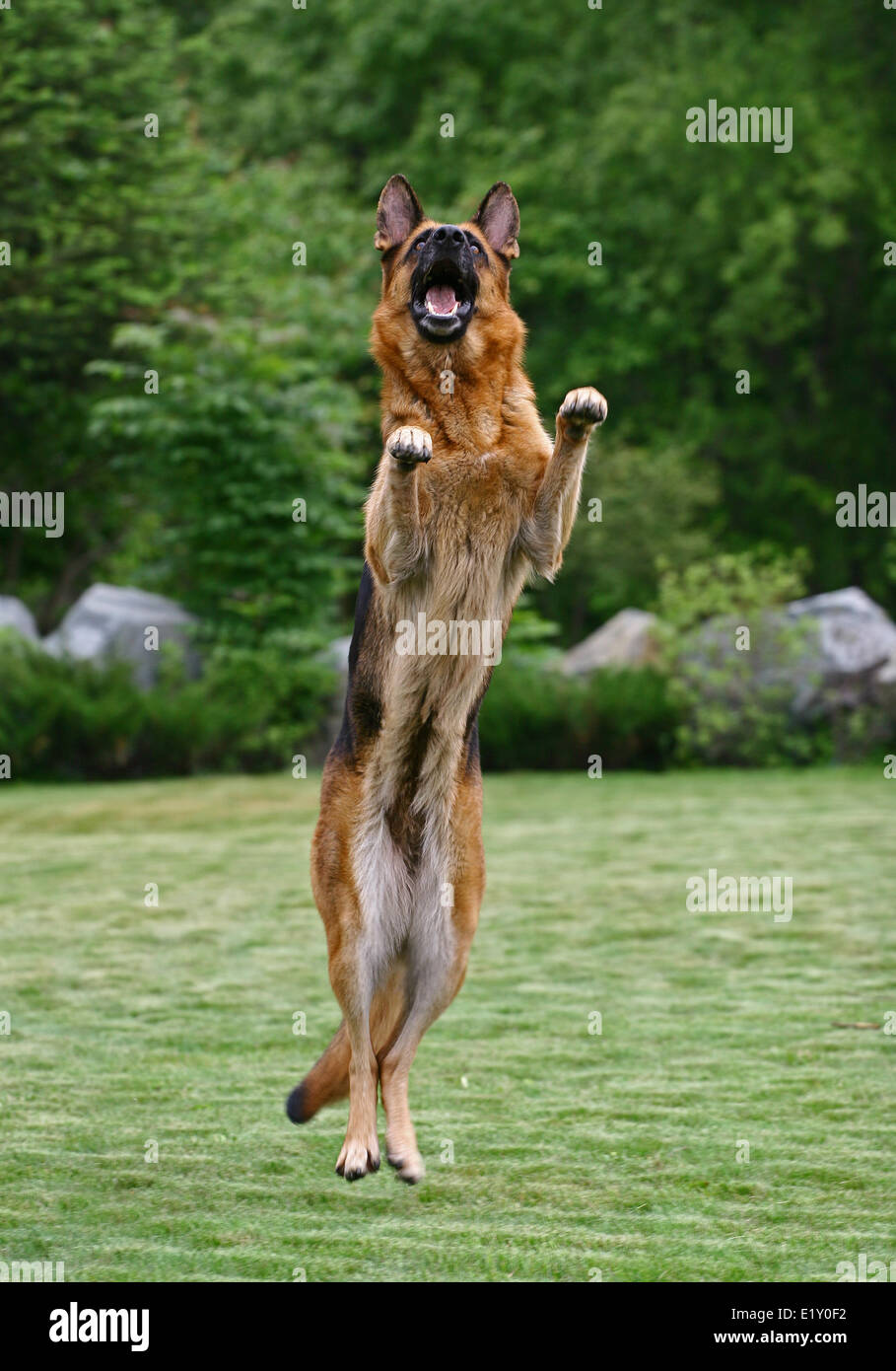 German shepherd jumping Stock Photo - Alamy