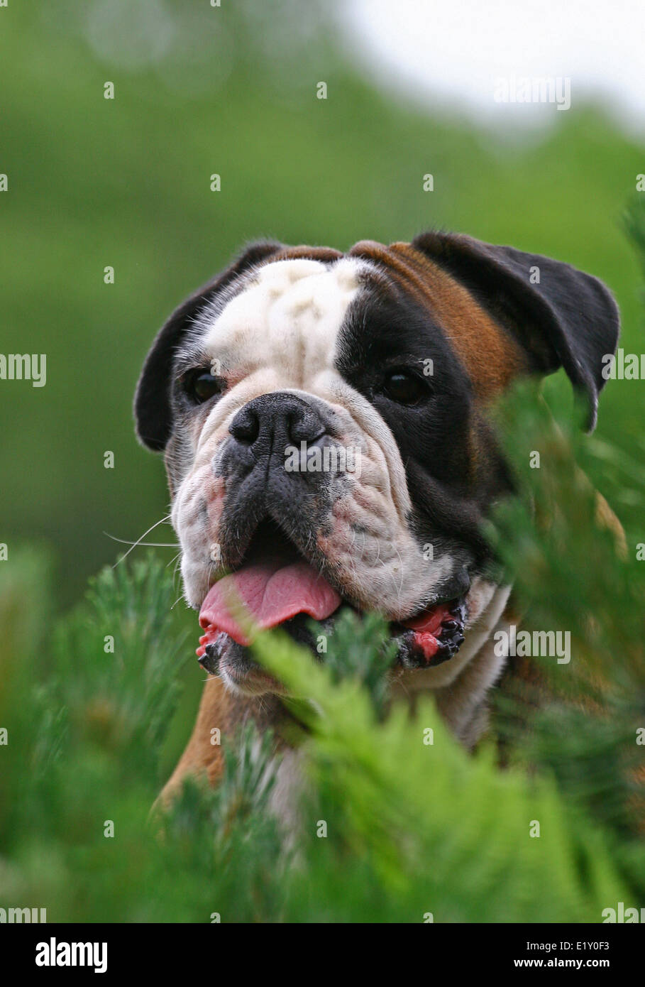 Boxer running hi-res stock photography and images - Alamy