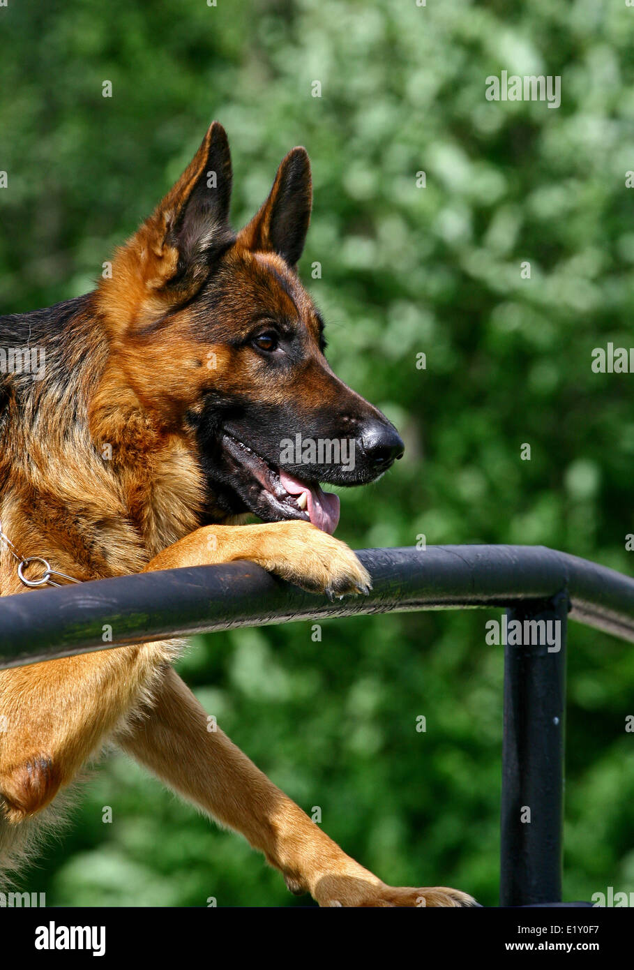 Shepherd on a bridge Stock Photo - Alamy