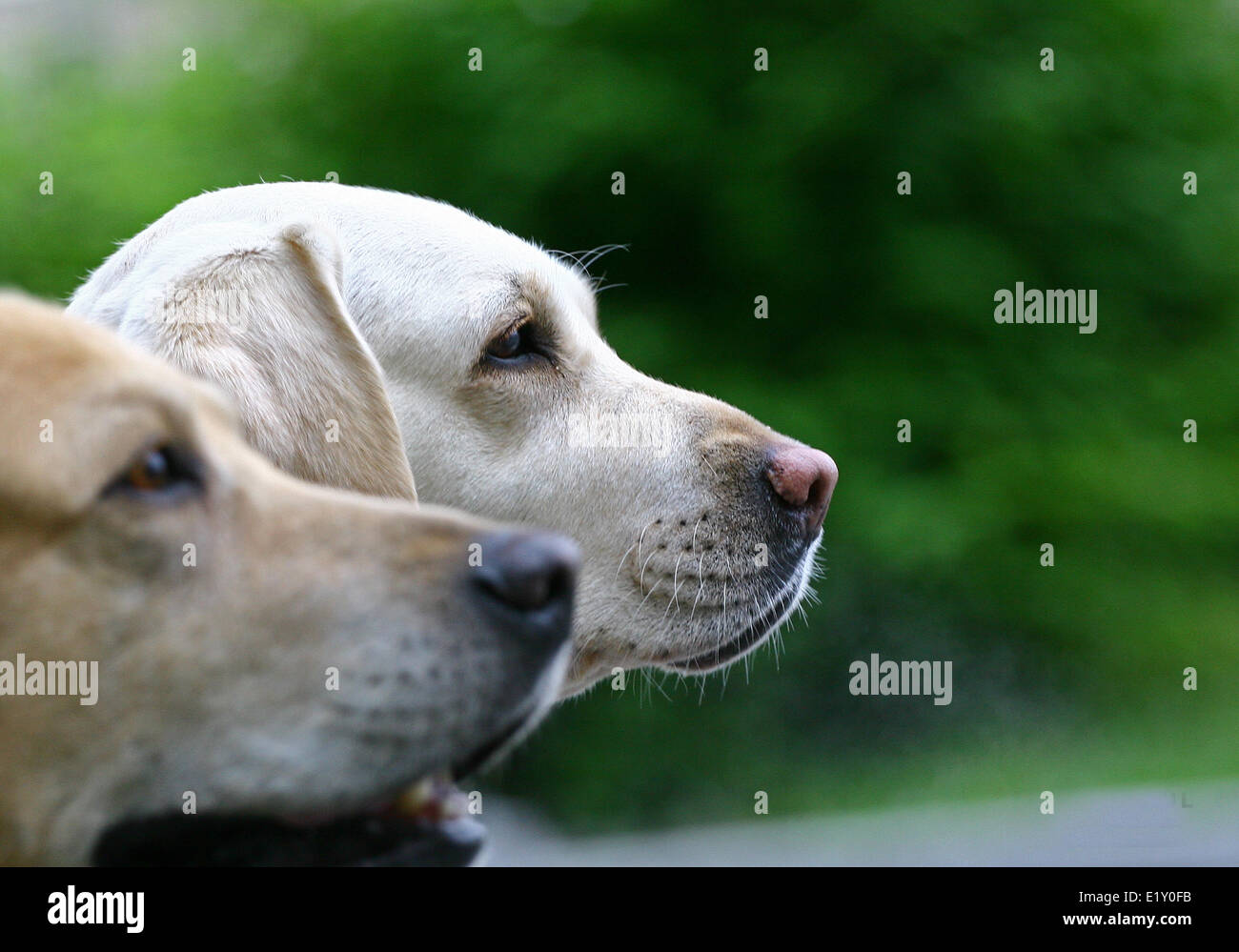 Golden labradors hi-res stock photography and images - Alamy