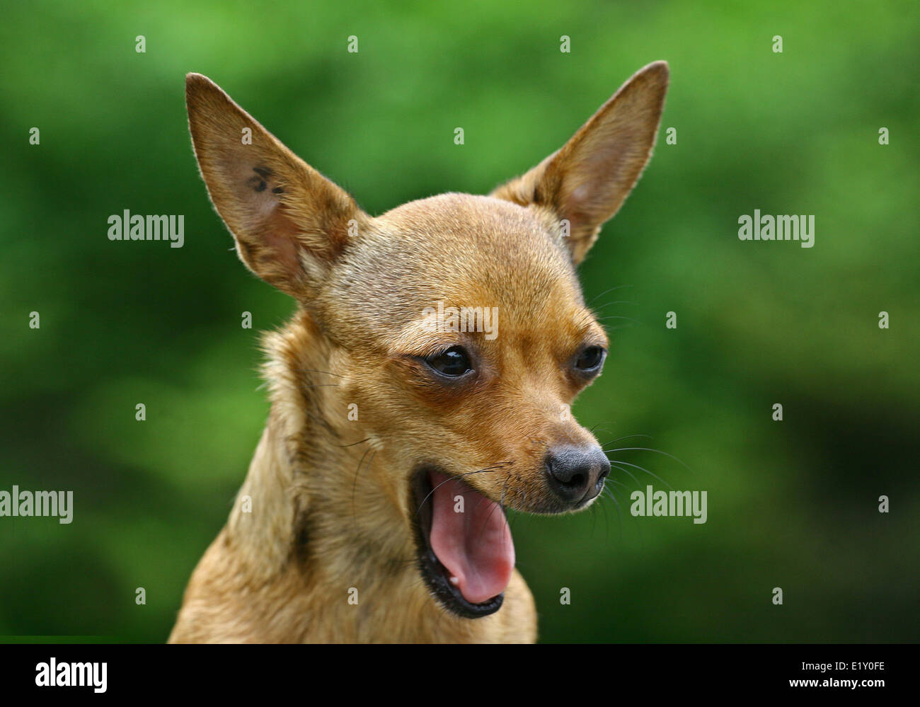 Russkiy toy hi-res stock photography and images - Alamy