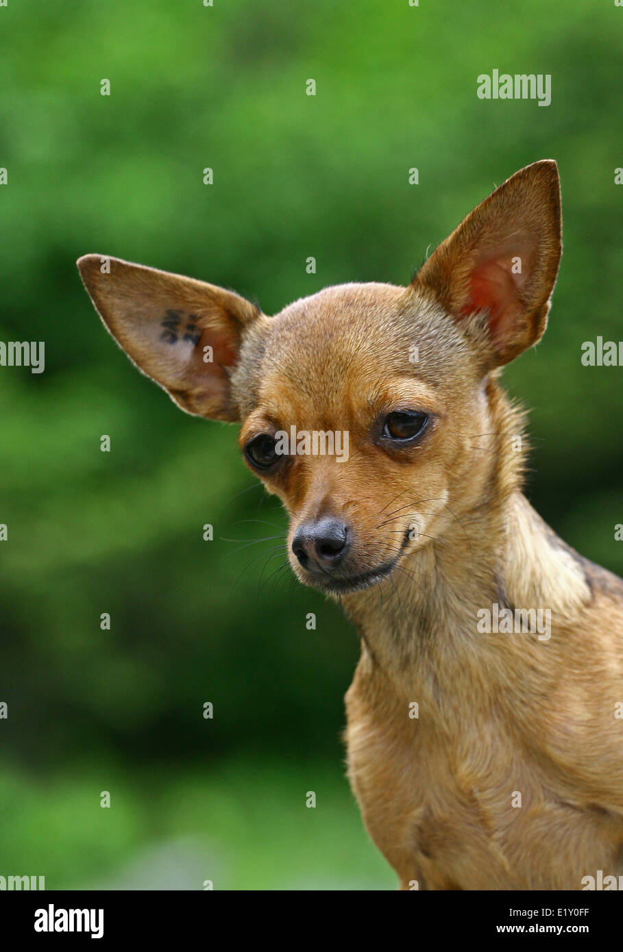 Russkiy toy hi-res stock photography and images - Alamy