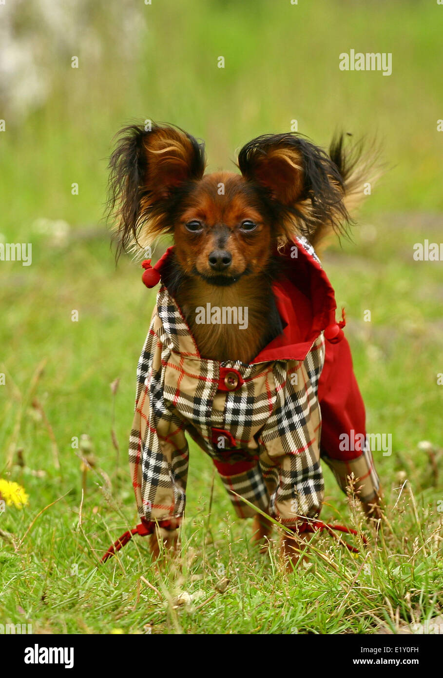 Russkiy toy hi-res stock photography and images - Alamy