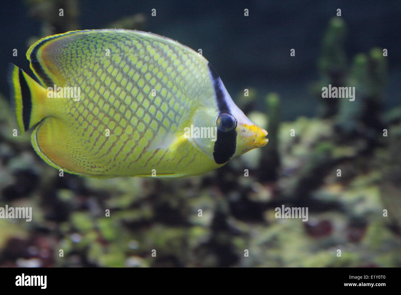Fish stripes underwater yellow hi-res stock photography and images - Alamy