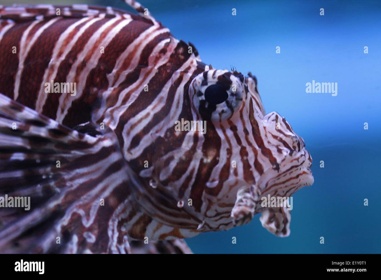 Fish with bulging eyes hi-res stock photography and images - Alamy